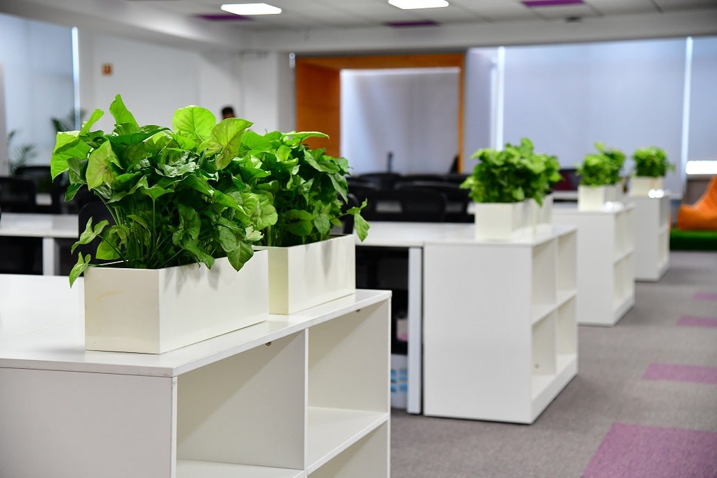 PLANTS FOR OFFICES - Treemendous